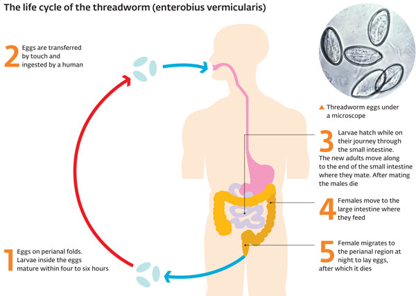 Threadworm Life Cycle